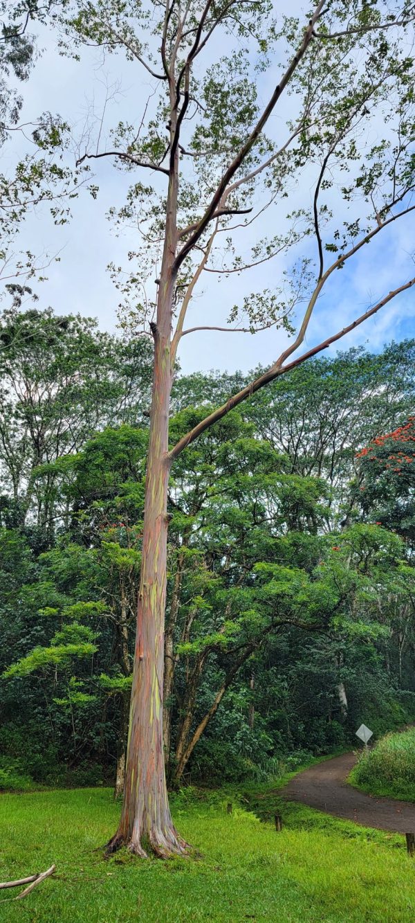 Keahua Arboretum: A Hidden Gem in Kauai's Rainforest - Teach Translate ...