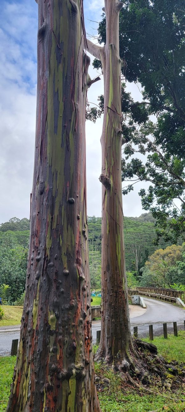 Keahua Arboretum: A Hidden Gem in Kauai's Rainforest - Teach Translate ...