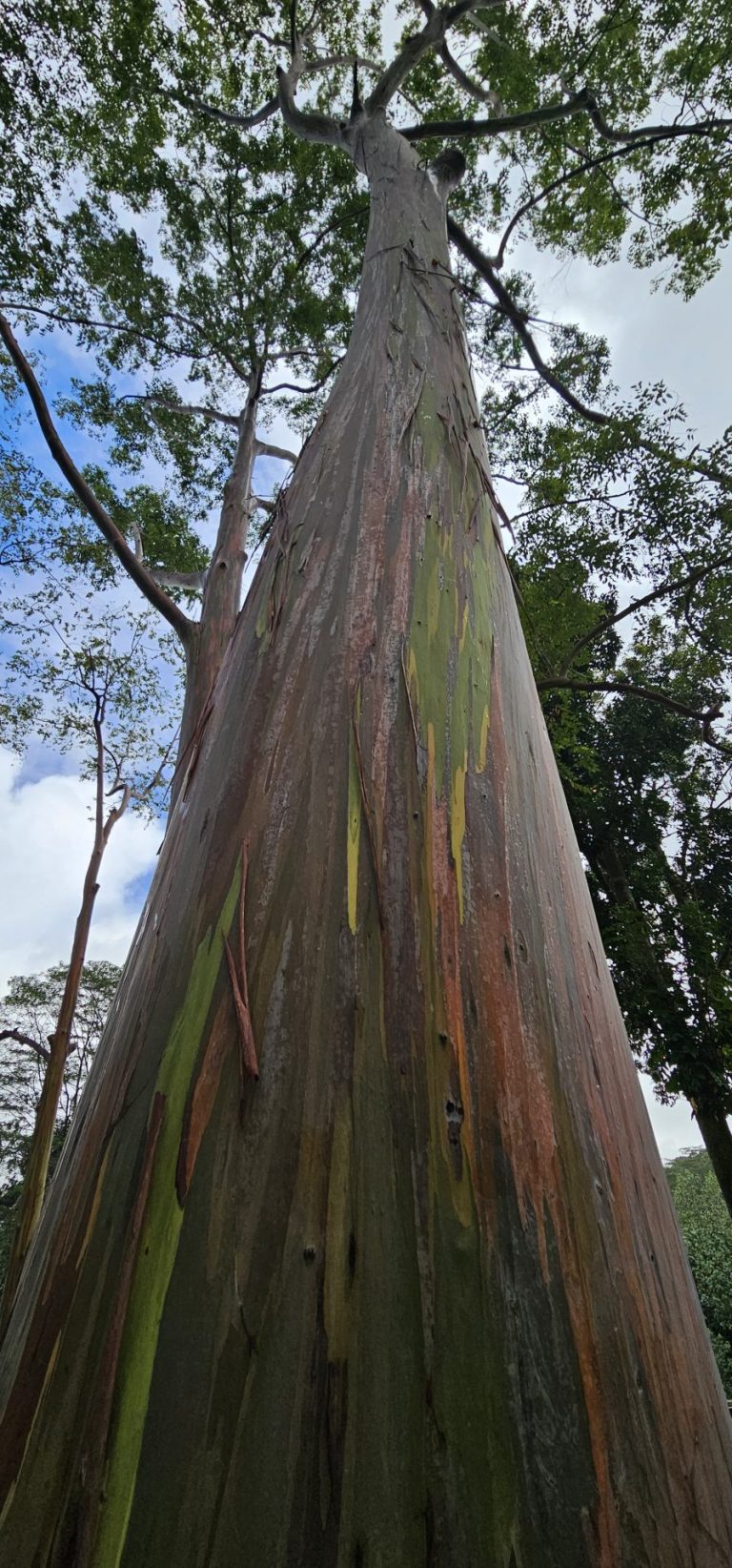 Keahua Arboretum: A Hidden Gem in Kauai's Rainforest - Teach Translate ...